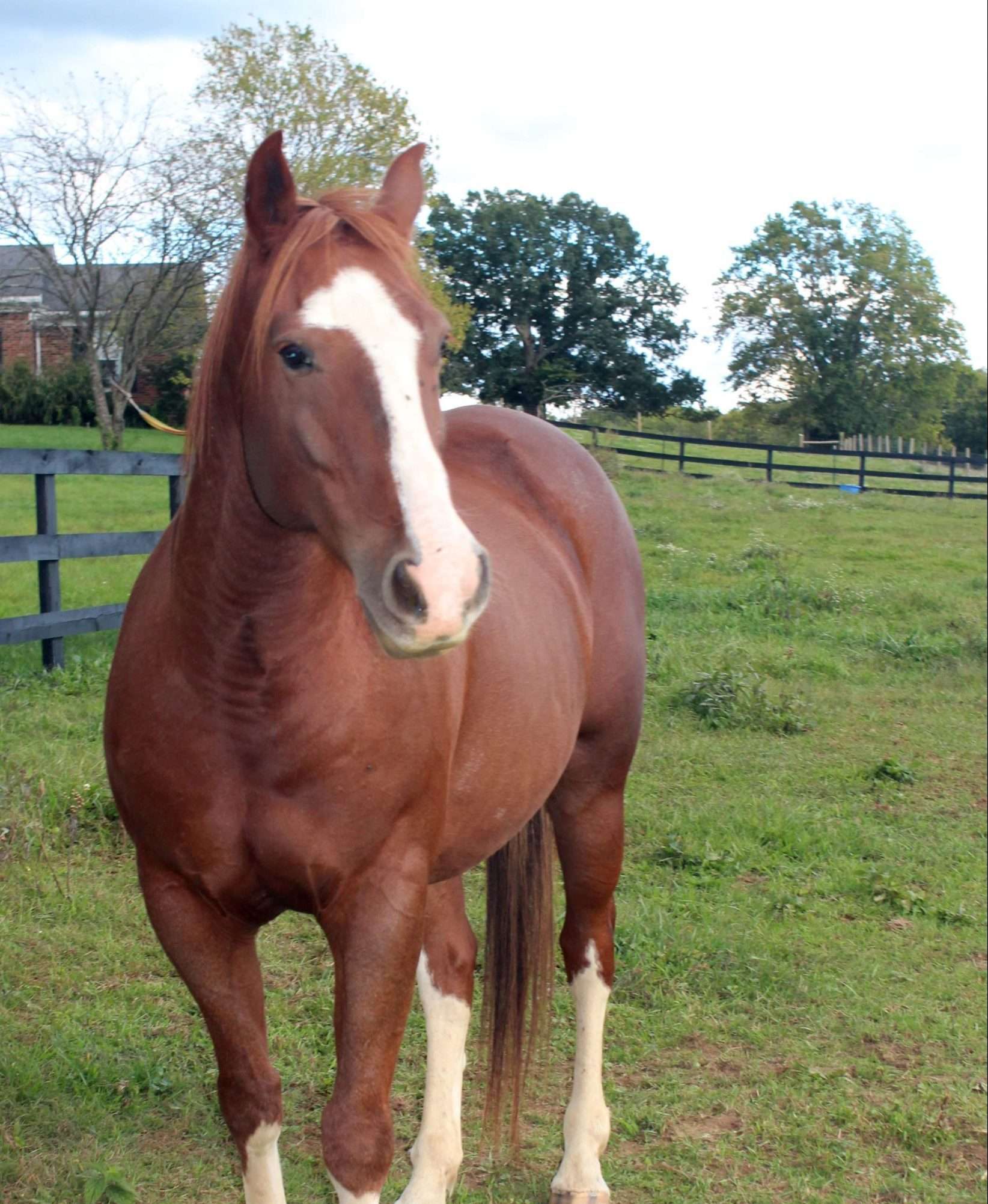 Big Red- SOLD – Shadow Hills Ranch